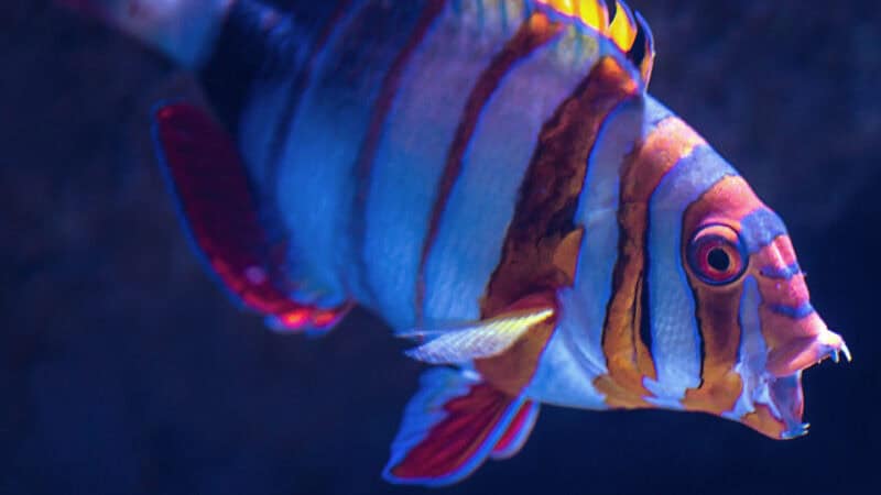 4K Fish Wallpapers Computer - PixelsTalk