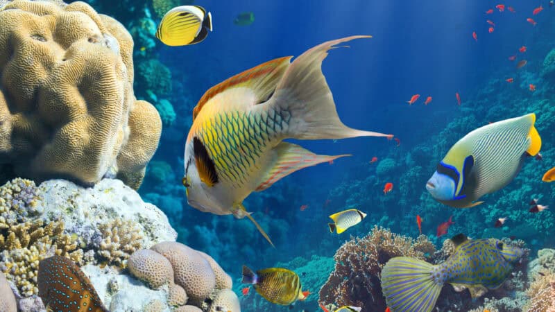 4K Fish Wallpapers Computer - PixelsTalk