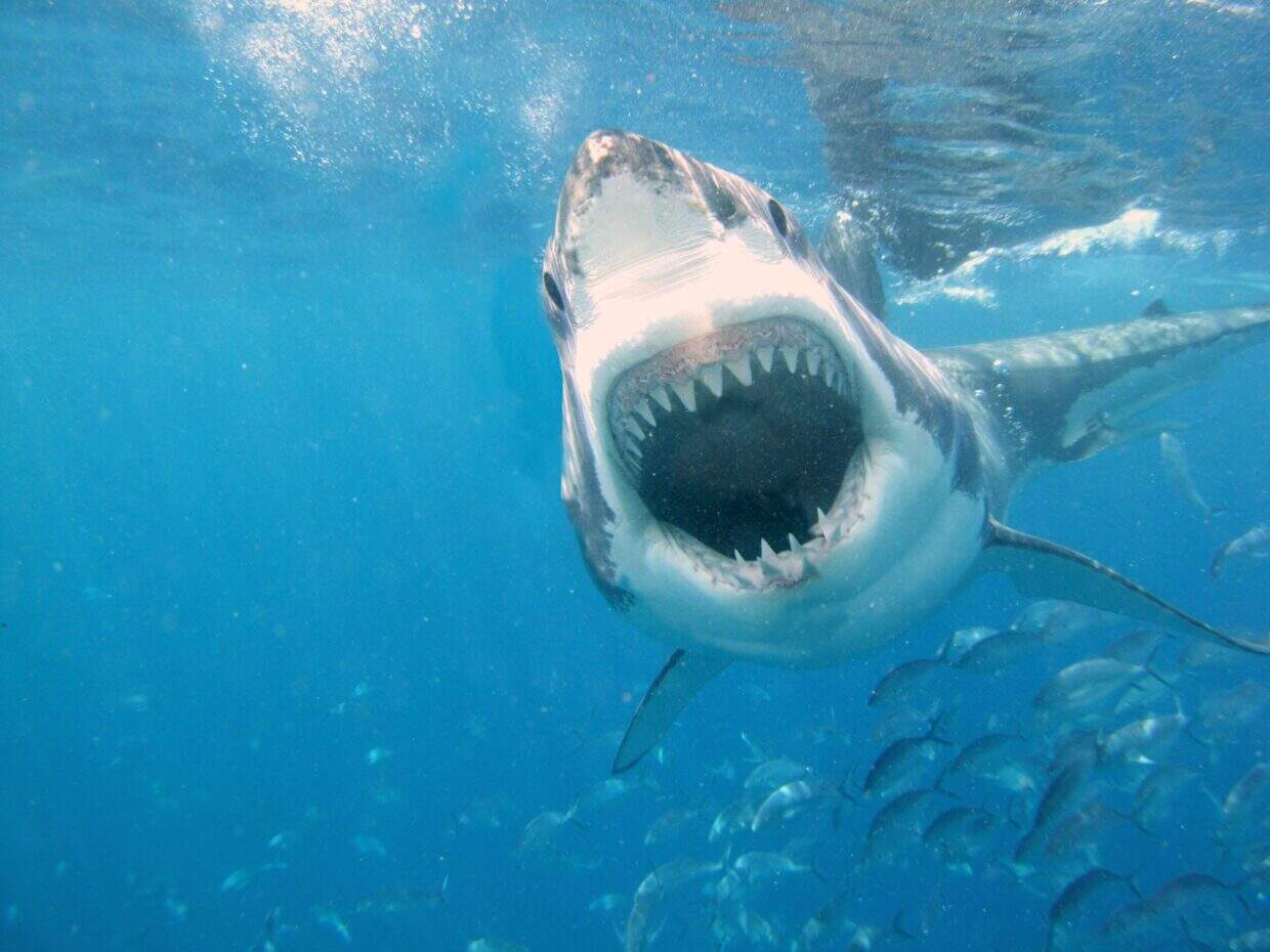 HD Shark Wallpapers High Quality - PixelsTalk