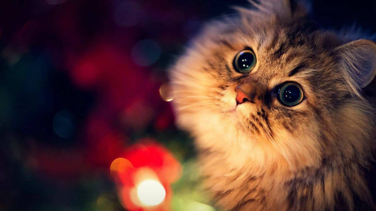 Cute Cat Backgrounds HD - PixelsTalk