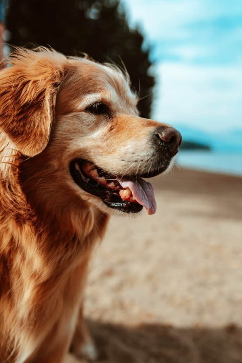 Aesthetic Dog Wallpapers HD - PixelsTalk