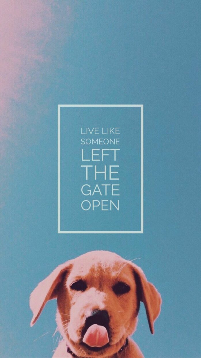Aesthetic Dog Wallpapers HD - PixelsTalk