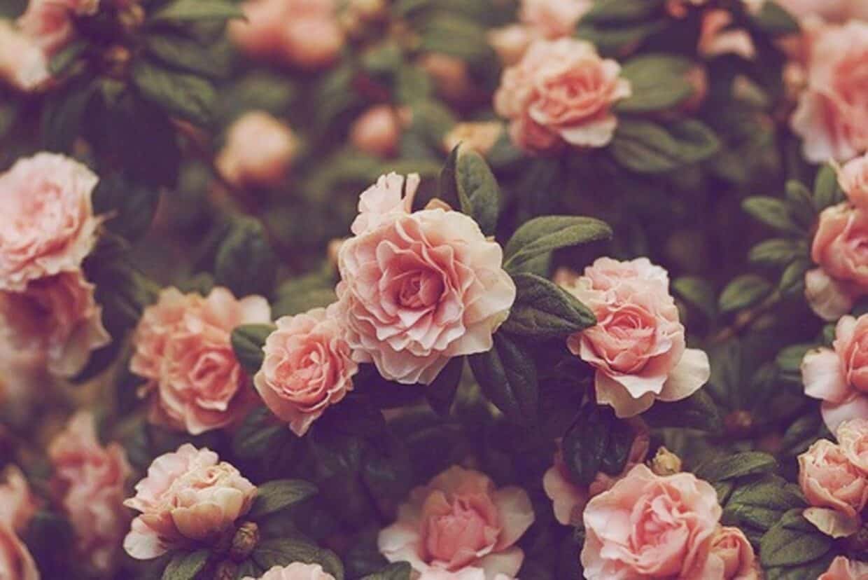Floral HD Backgrounds - PixelsTalk