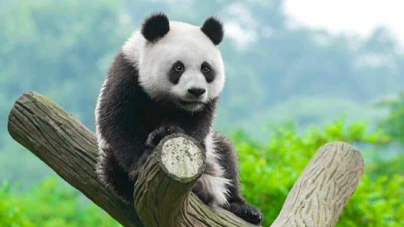 Animal HD Wallpapers - PixelsTalk