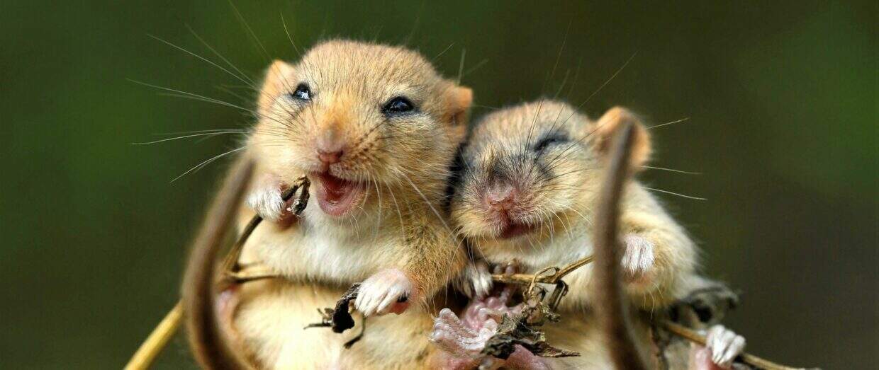 Animal HD Wallpapers - PixelsTalk