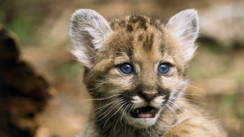 Animal HD Wallpapers - PixelsTalk