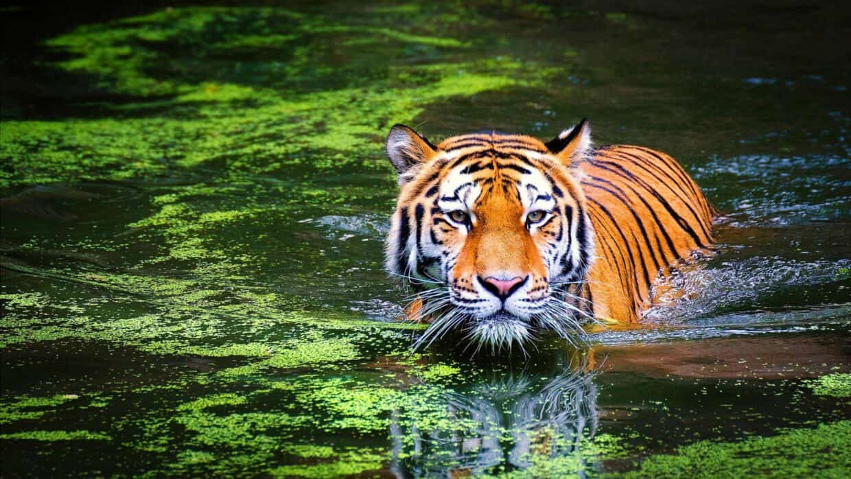 Animal HD Wallpapers - PixelsTalk