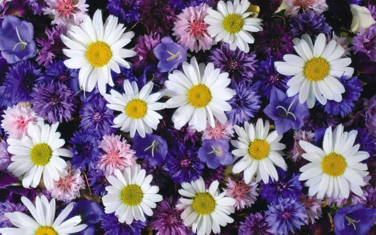 Daisy Wallpapers HD High Quality - PixelsTalk