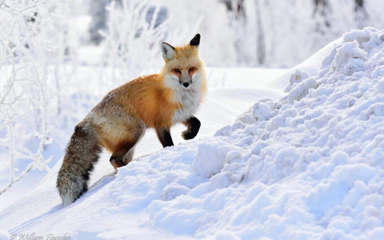 Fox Wallpapers HD - PixelsTalk