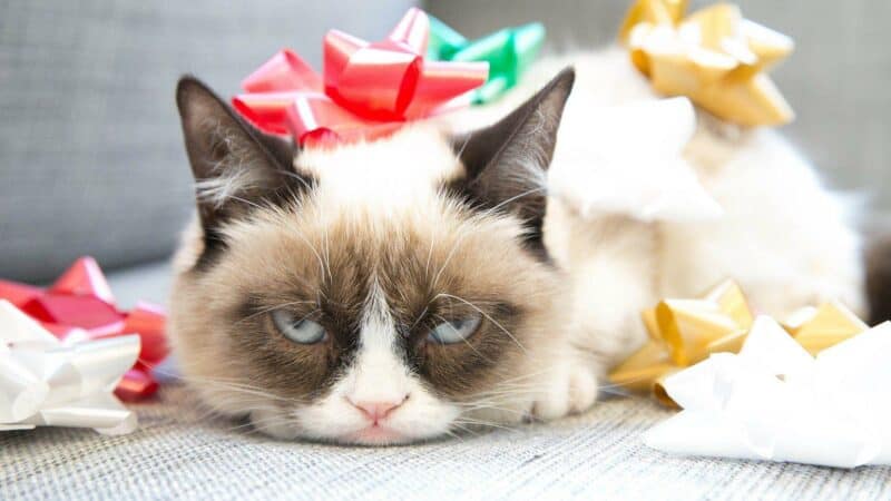 Grumpy Cat HD Wallpapers - PixelsTalk