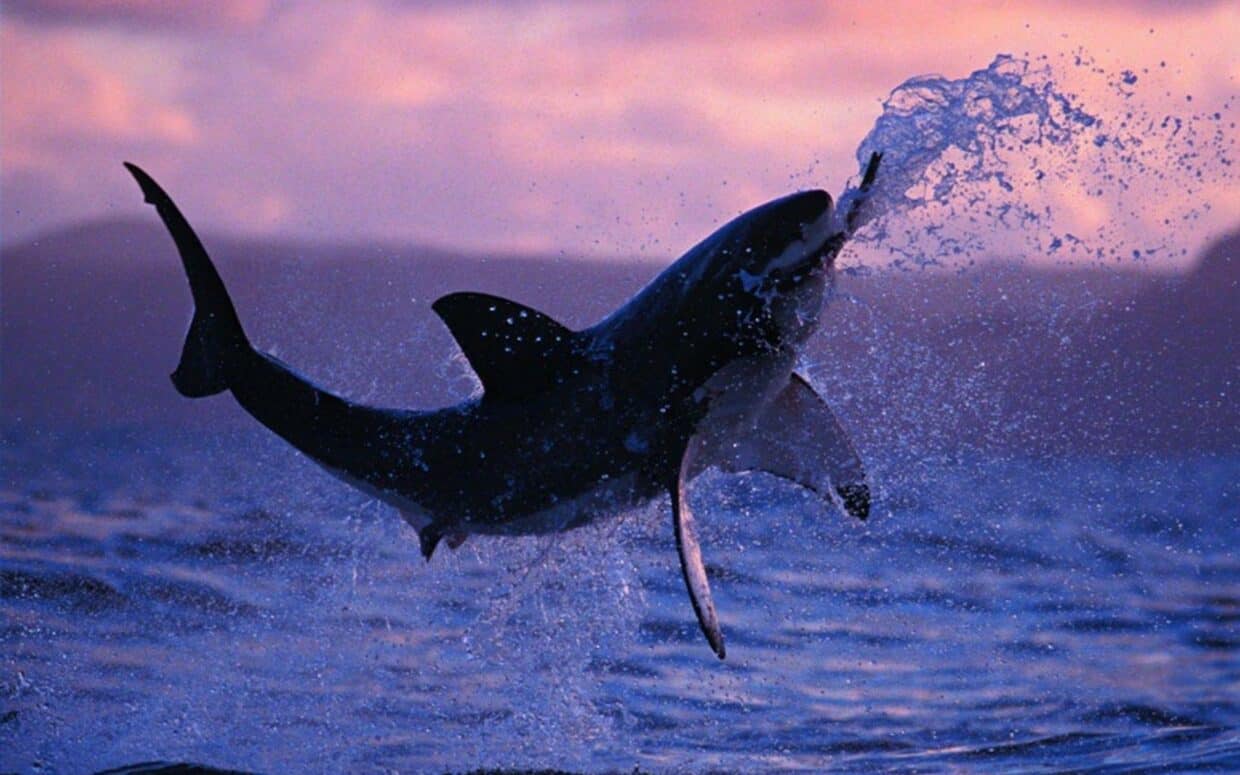 HD Shark Wallpapers High Quality - PixelsTalk