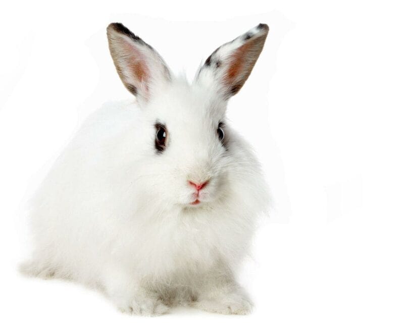 Cute White Backgrounds HD - PixelsTalk