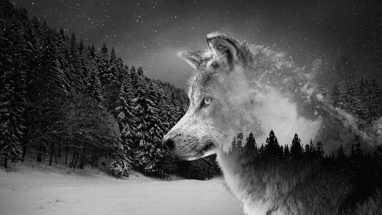 Wolf Backgrounds HD - PixelsTalk
