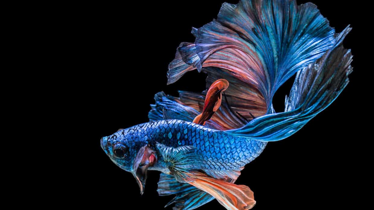 4K Fish Wallpapers Computer - PixelsTalk