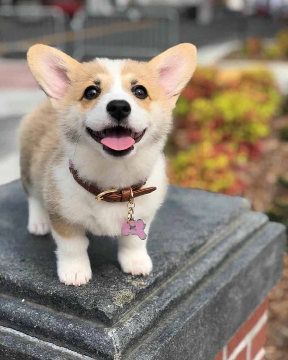 Corgi Wallpapers HD - PixelsTalk