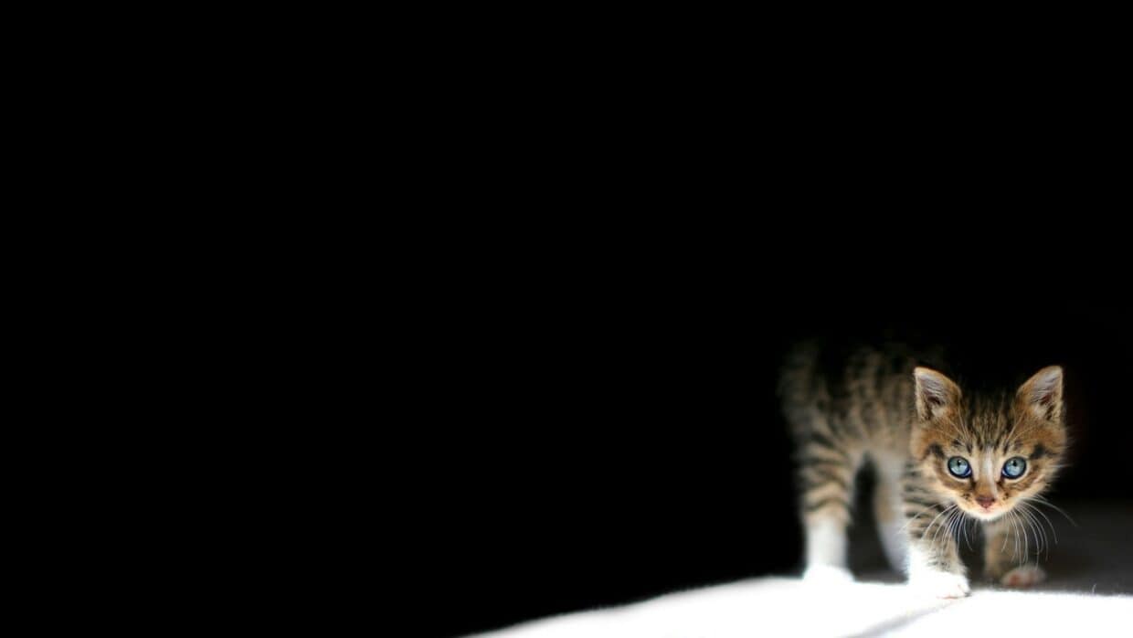 Cute Black Wallpaper HD - PixelsTalk