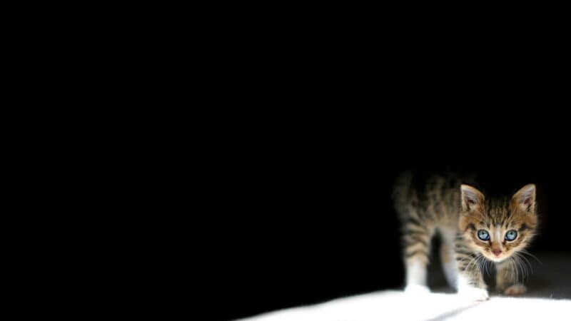 Cute Black Wallpaper HD - PixelsTalk