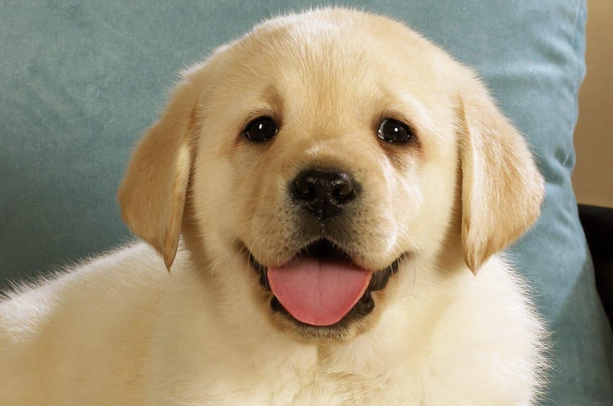 Cute Dog Wallpapers HD - PixelsTalk