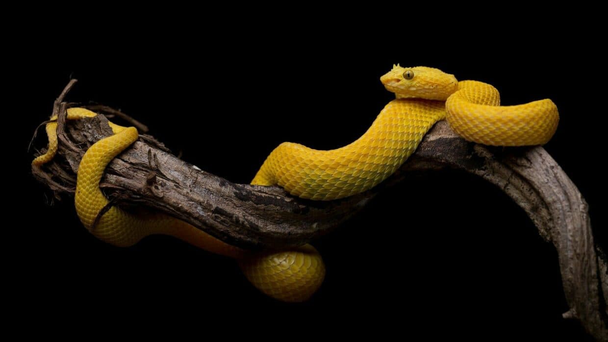 HD Snake Wallpapers - PixelsTalk