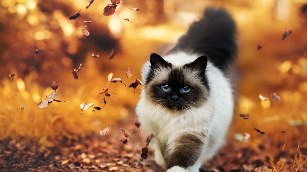 Cat Wallpapers HD For Desktop - PixelsTalk
