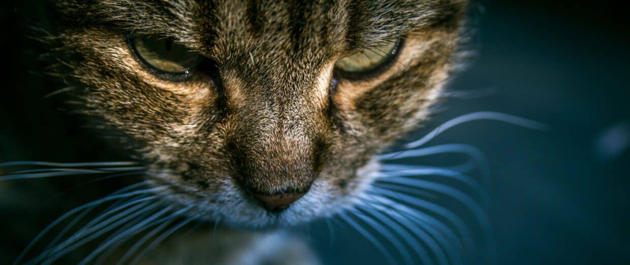 Cats Wallpapers HD High Resolution for Desktop - PixelsTalk