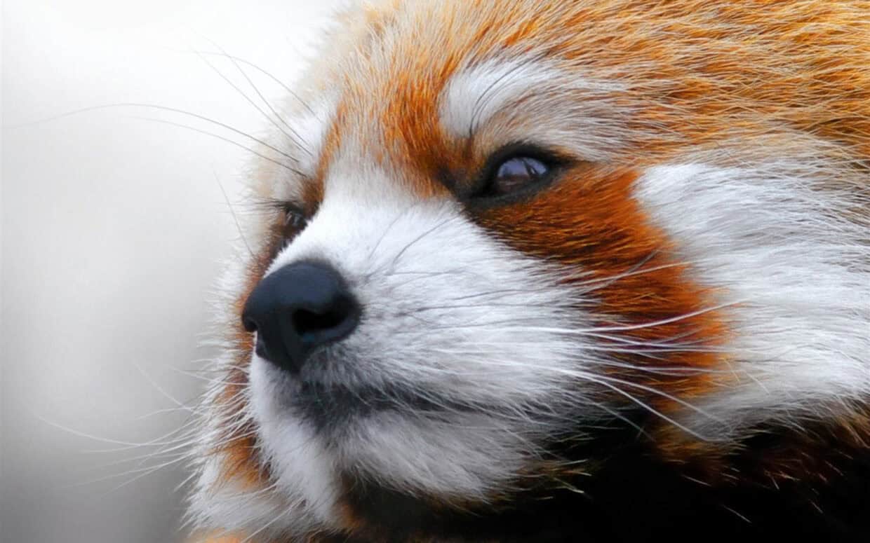 Cool Animal Backgrounds Desktop - PixelsTalk