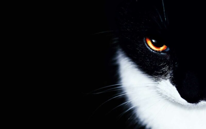 Cat Wallpapers HD For Desktop - PixelsTalk