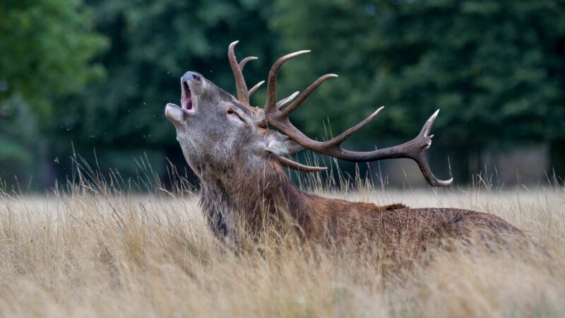 Deer HD Wallpapers For Desktop - PixelsTalk