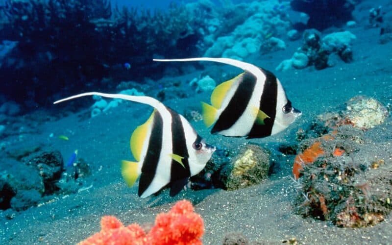 Cool Fish Wallpapers HD - PixelsTalk
