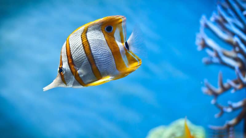 Cool Fish Wallpapers HD - PixelsTalk