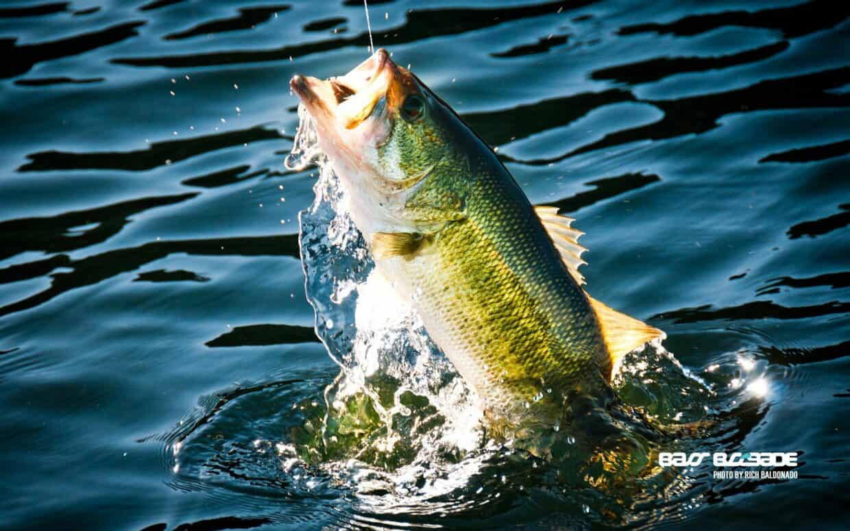 Cool Fish Wallpapers HD - PixelsTalk