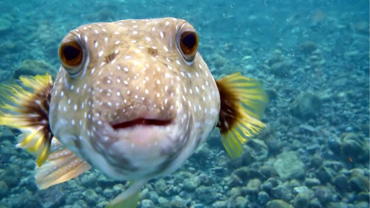 Cool Fish Wallpapers HD - PixelsTalk