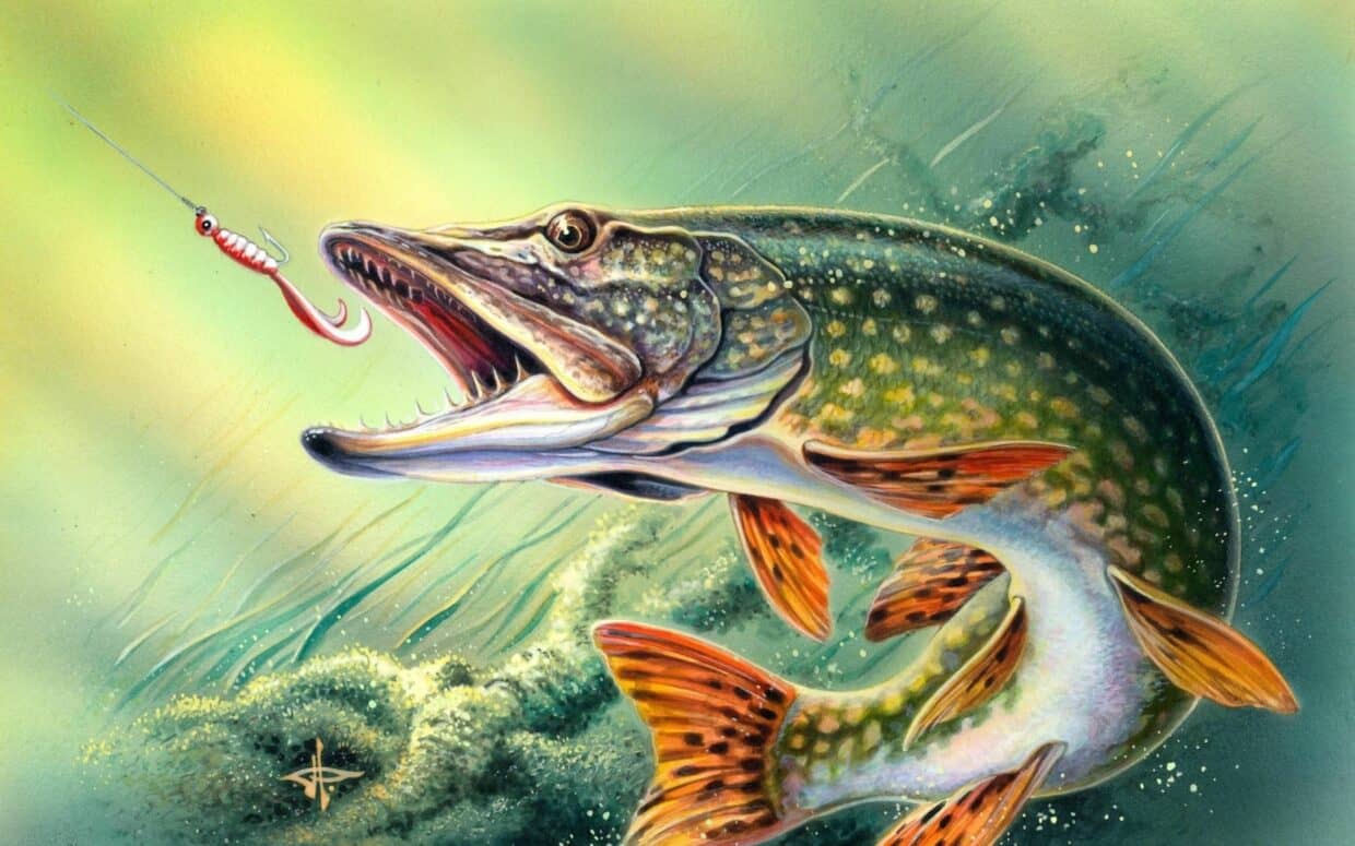 Cool Fish Wallpapers HD - PixelsTalk