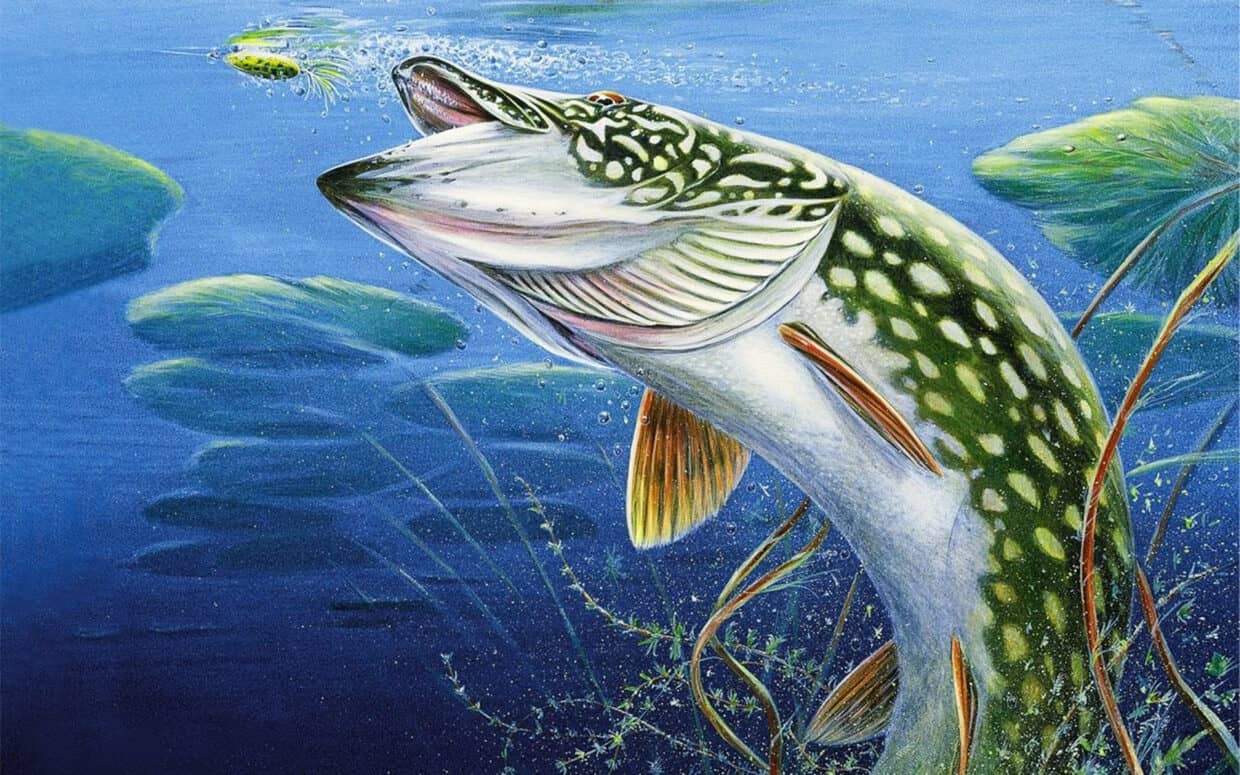 Cool Fish Wallpapers HD - PixelsTalk