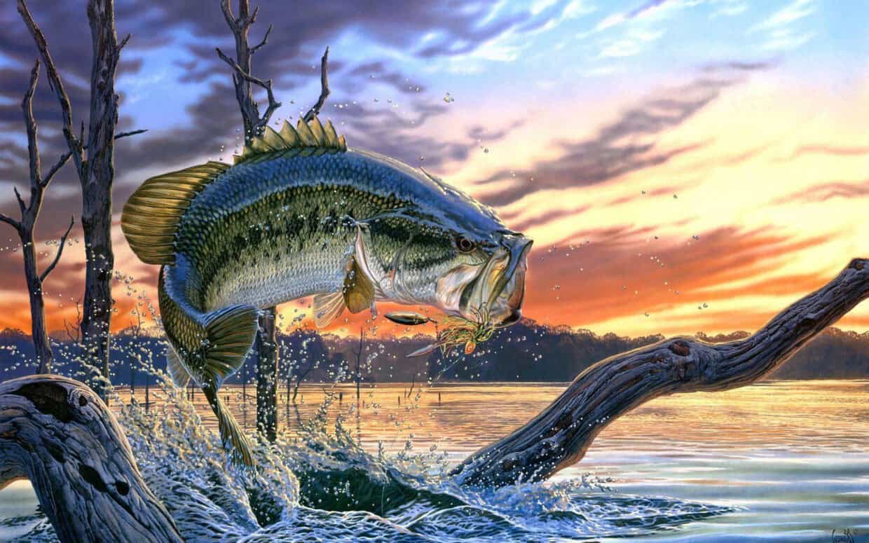 Cool Fish Wallpapers HD - PixelsTalk