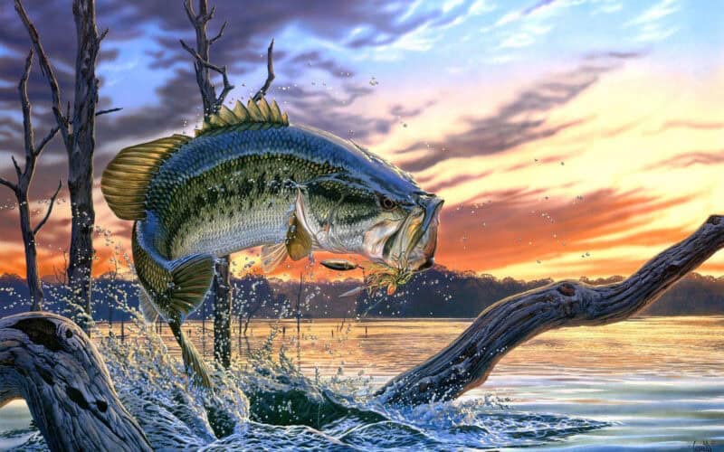 Cool Fish Wallpapers HD - PixelsTalk