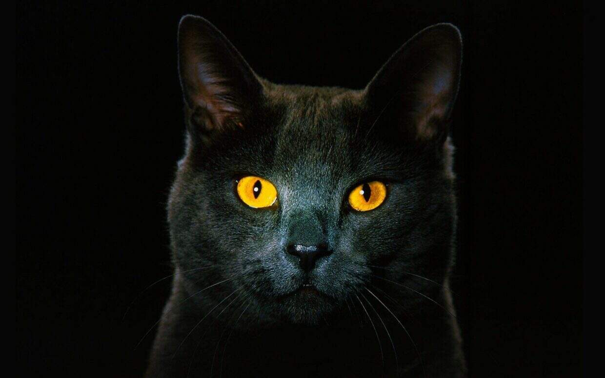 Black Cat HD Wallpapers - PixelsTalk
