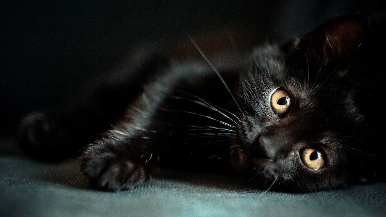 Cute Black Wallpaper HD - PixelsTalk