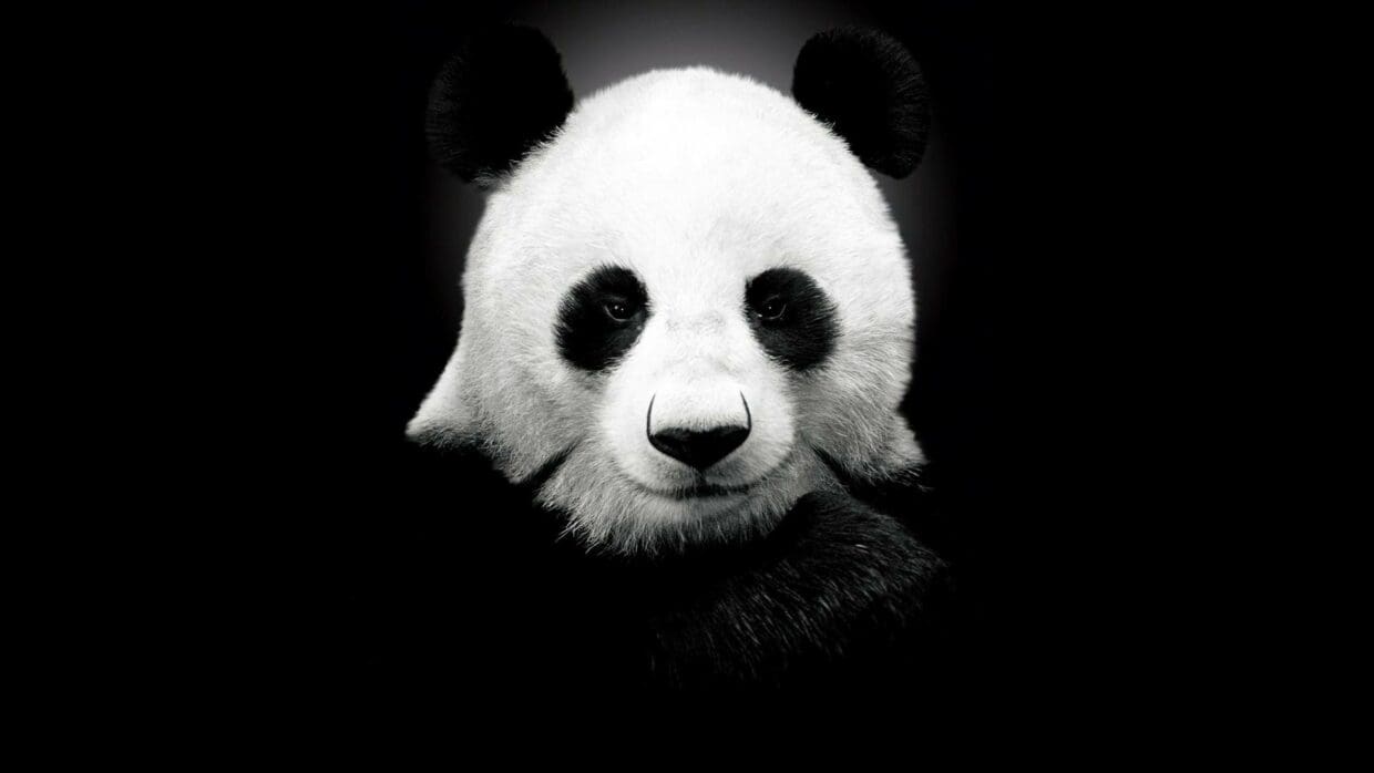 Cute Black Wallpaper HD - PixelsTalk