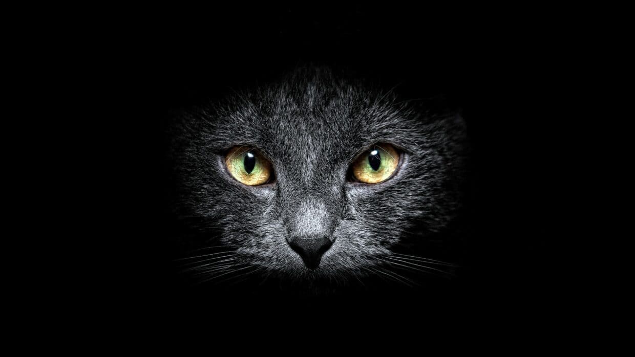 Cute Black Wallpaper HD - PixelsTalk