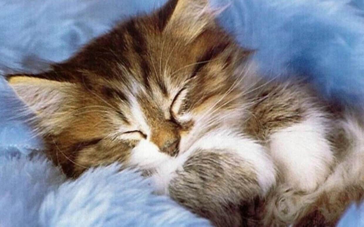 Cute Kitten Backgrounds HD for PC - PixelsTalk