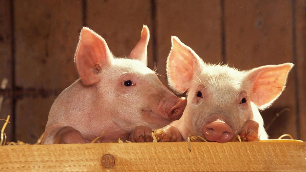 Cute Pig Desktop Wallpapers HD - PixelsTalk