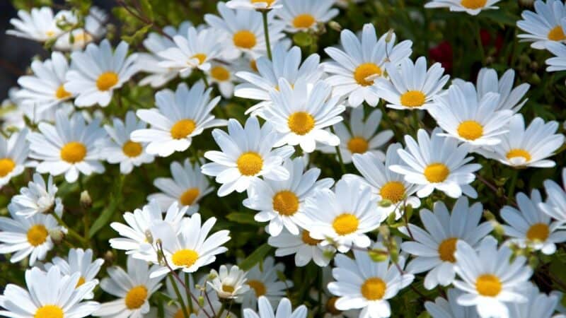 Daisy Wallpapers HD High Quality - PixelsTalk