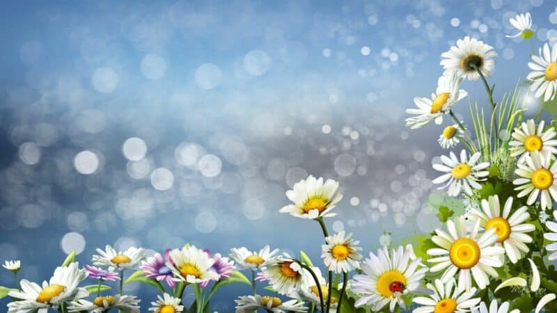 Daisy Wallpapers HD High Quality - PixelsTalk