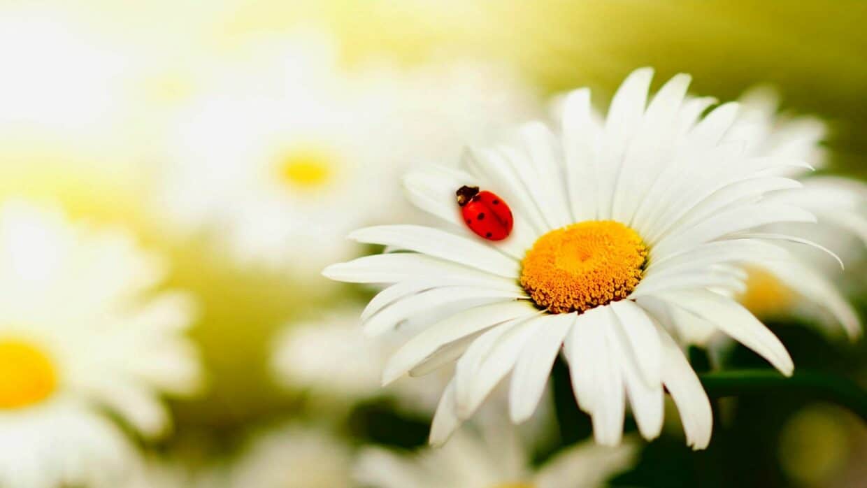 Daisy Wallpapers HD High Quality - PixelsTalk