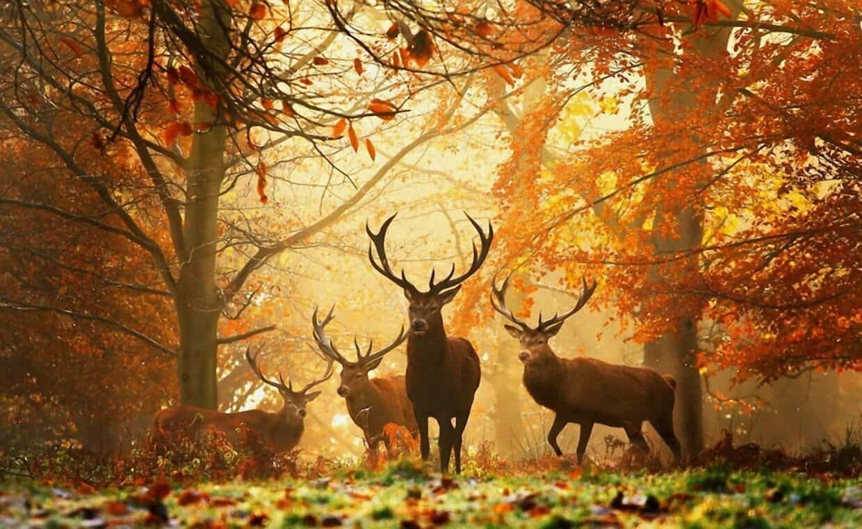 Deer HD Wallpapers For Desktop - PixelsTalk