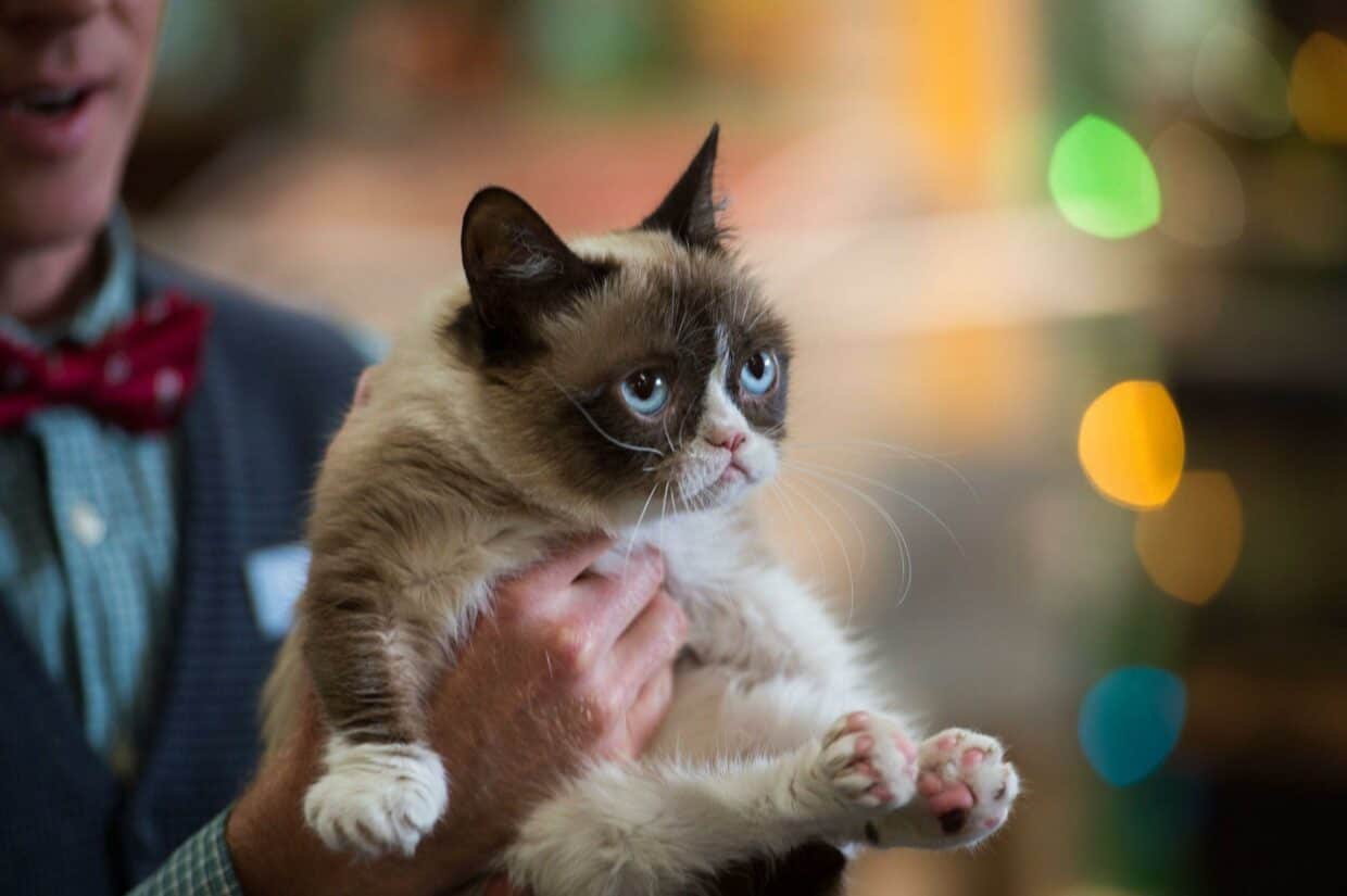 Grumpy Cat HD Wallpapers - PixelsTalk