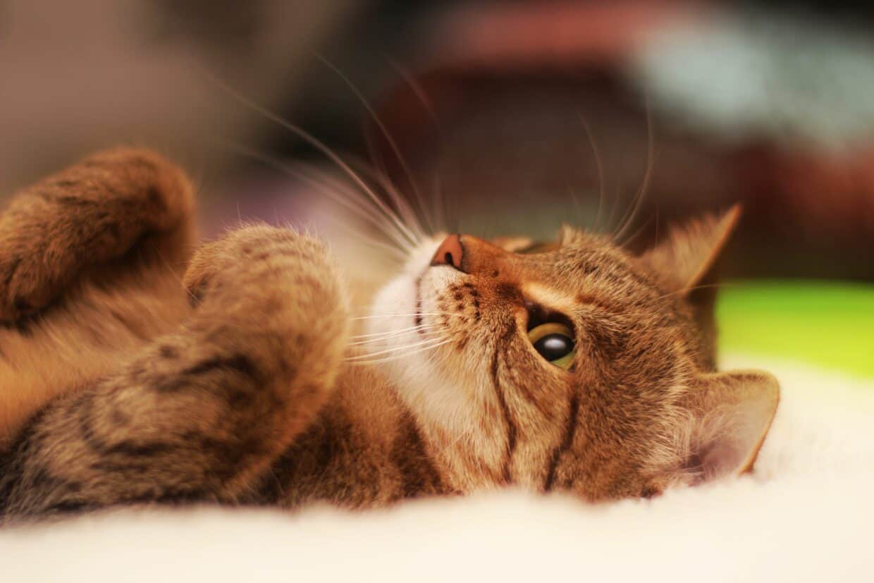 Cats Wallpapers HD High Resolution for Desktop - PixelsTalk