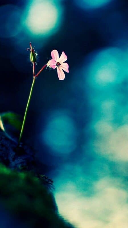 Android Wallpapers HD - PixelsTalk