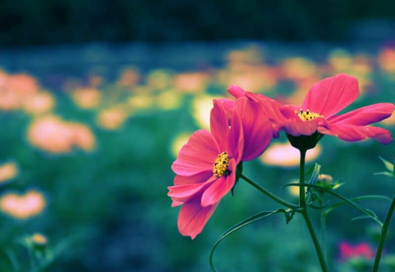 Flower HD Background - PixelsTalk